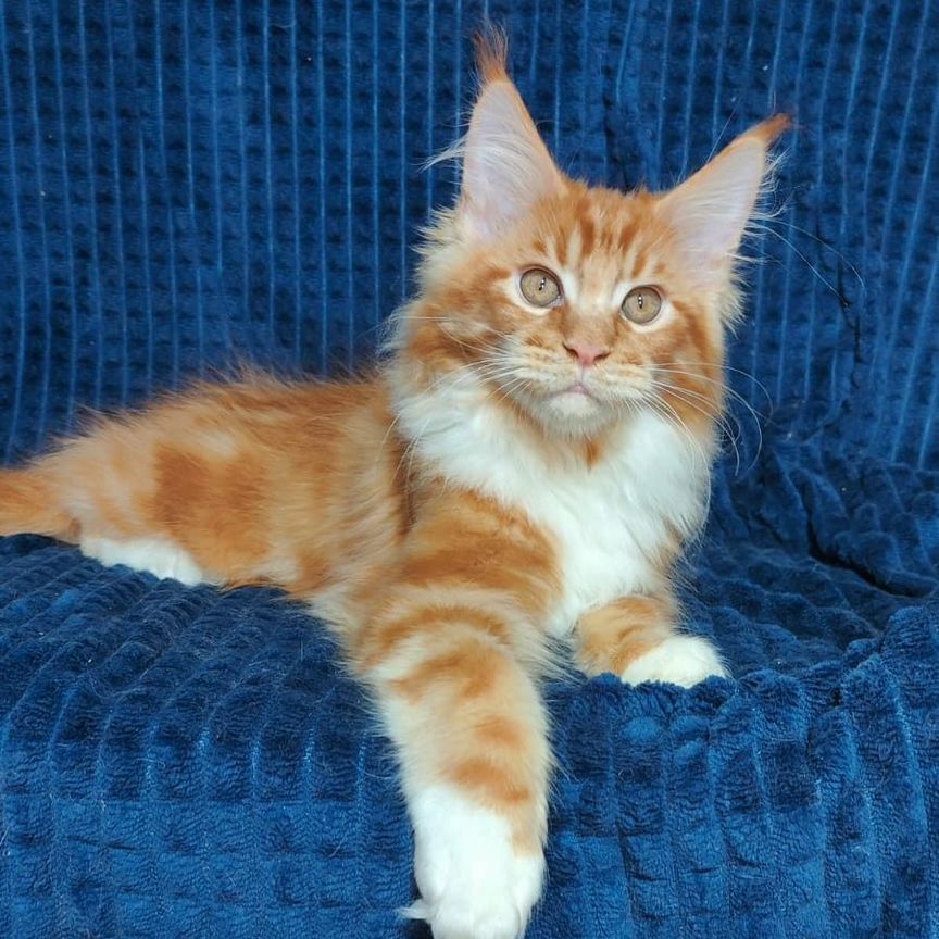 Котята мейн-кун, рыжий кот