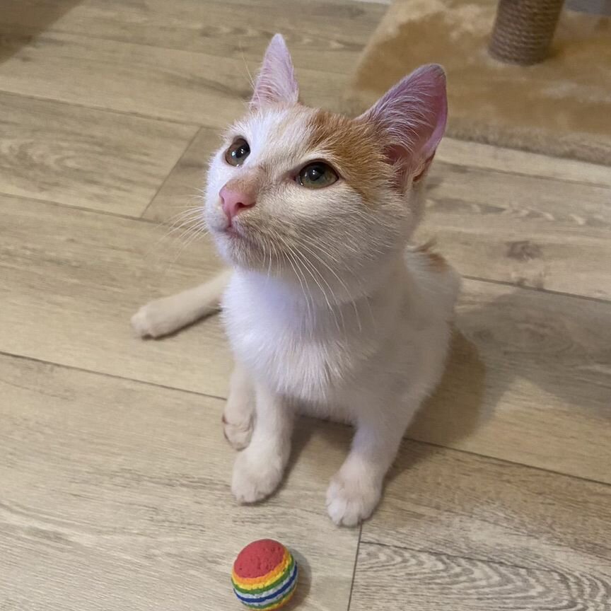 Ласковый котенок ждет своего хозяина