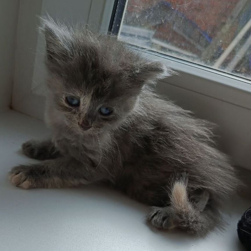 Котята отдам бесплатно