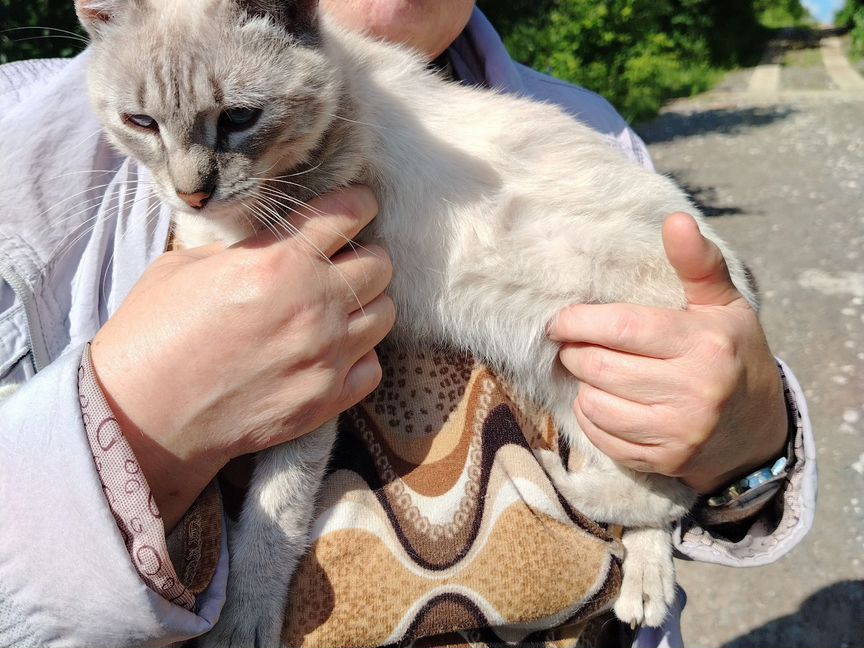 Отдам котика в добрые руки