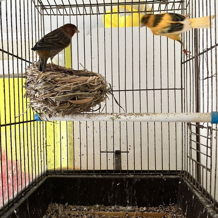 Кенара и канарейки