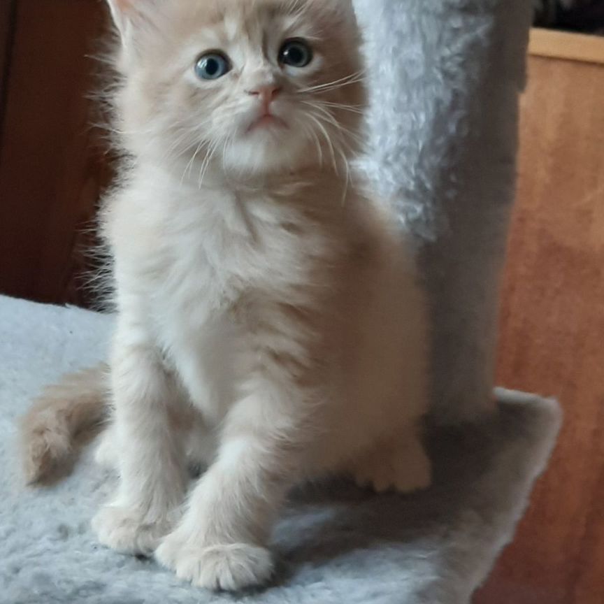 Котята мейн-кун полидакт