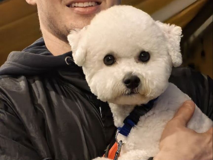 Бишон фризе мальчик - вязка