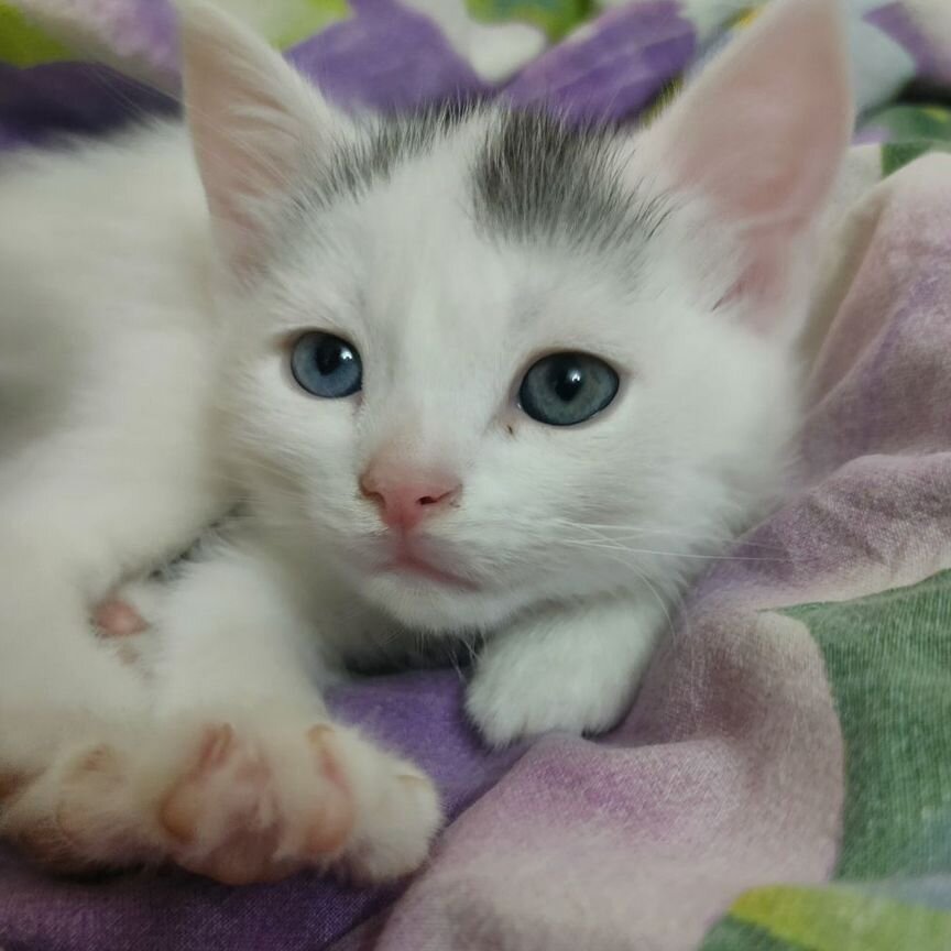 Котята