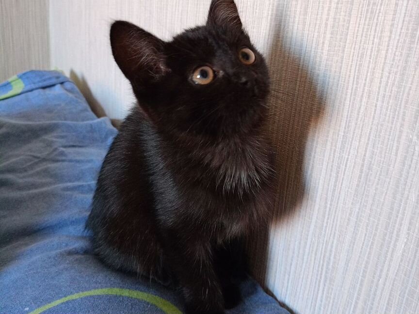 Пристраивается котёнок