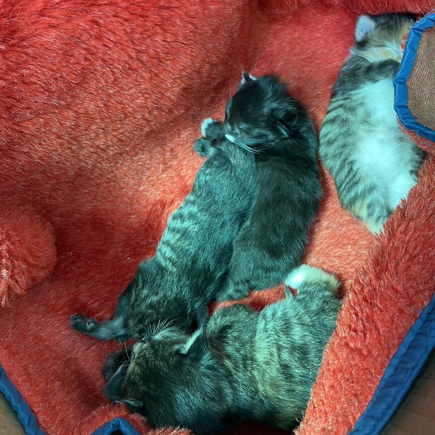 Котята