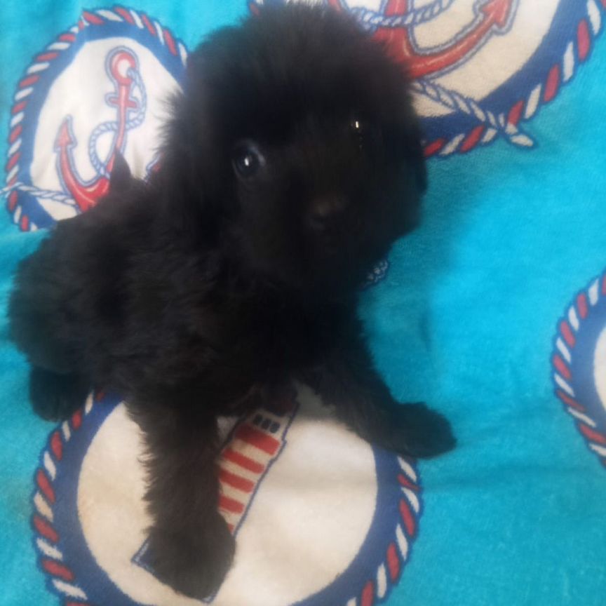 Мальтипу, щенок