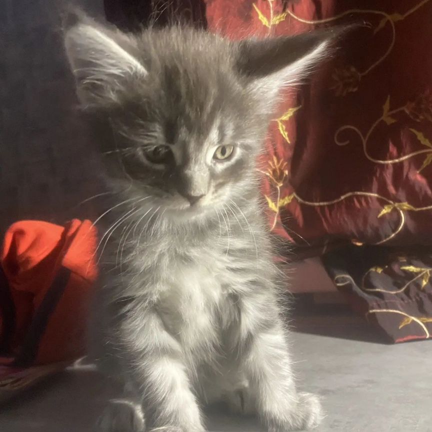 Мейн-кун котёнок