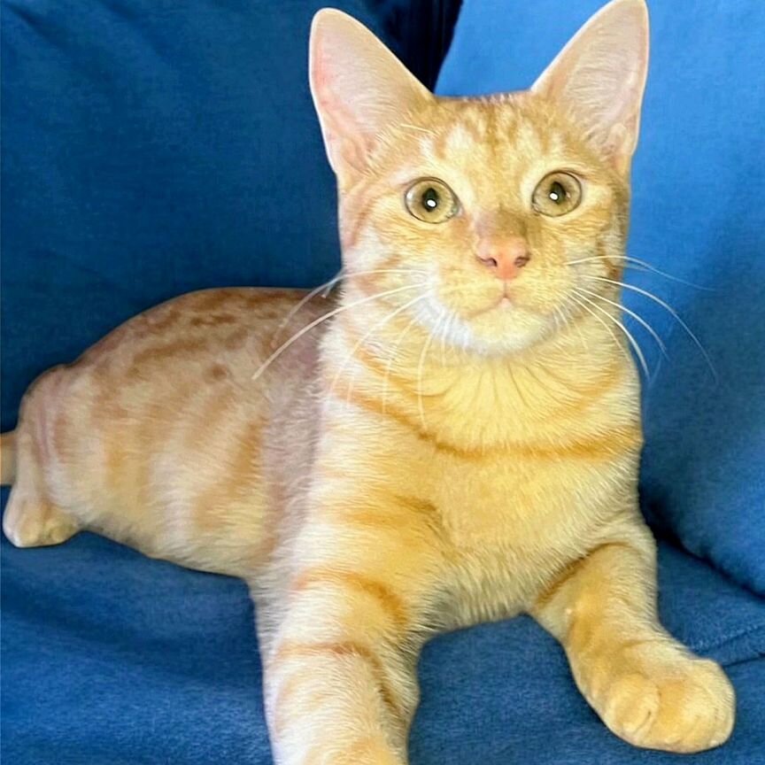 Киска Алиска