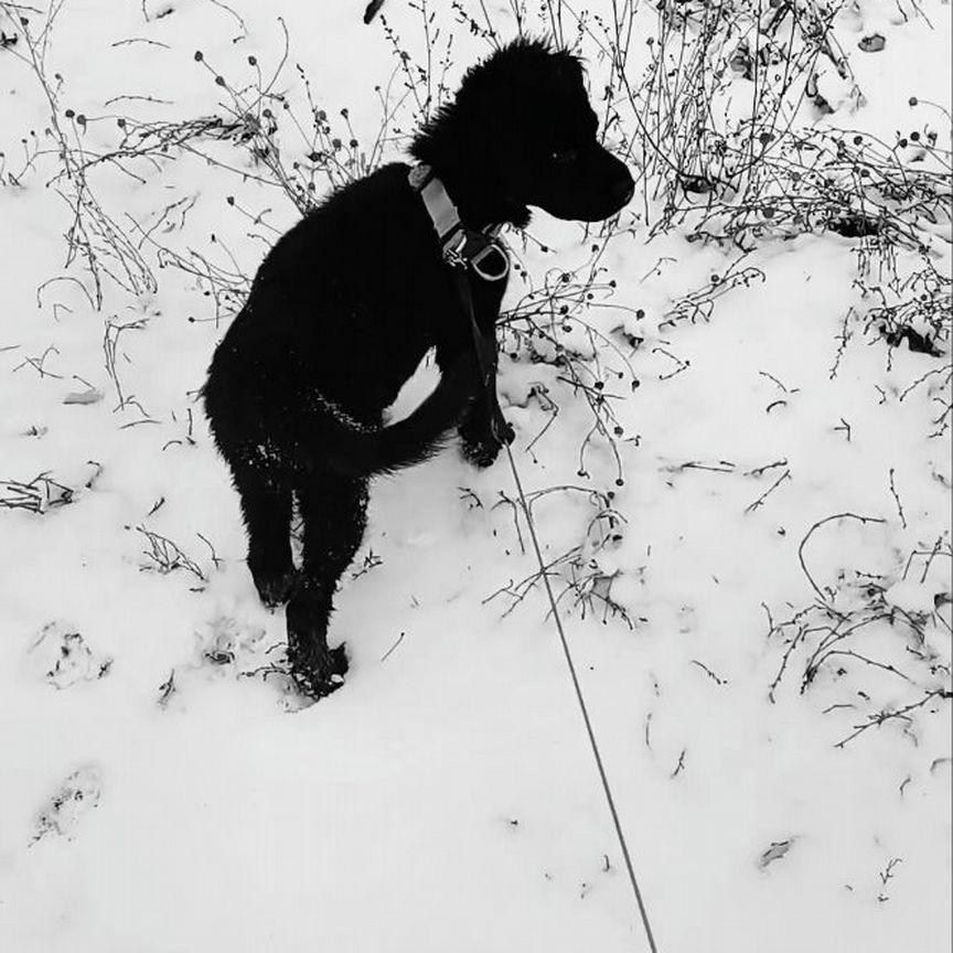 Собака в добрые руки