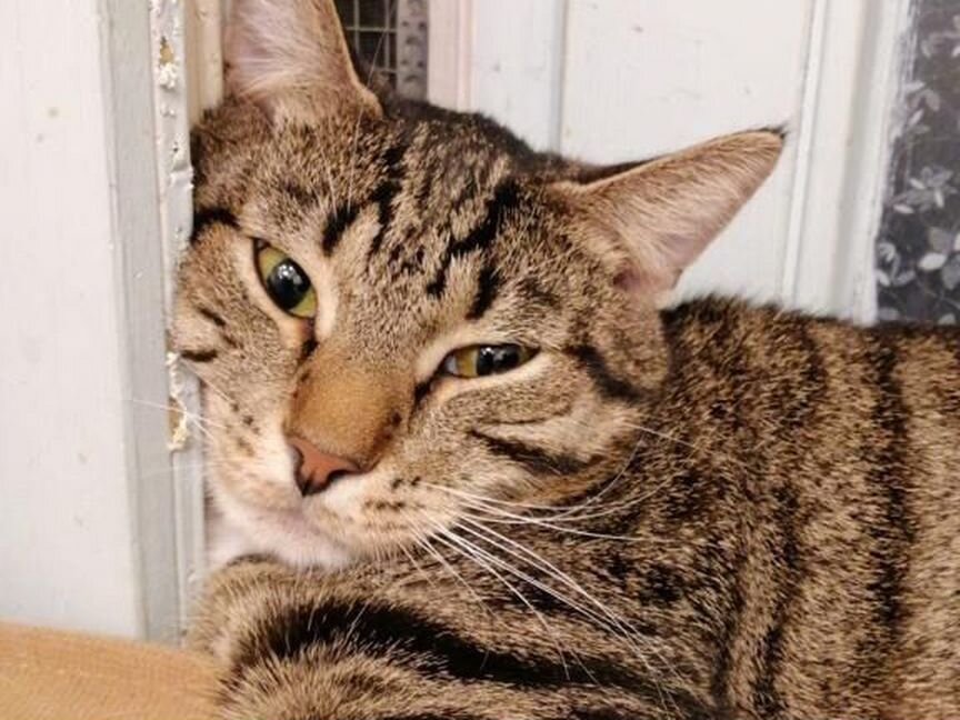 Венечка котик в добрые руки