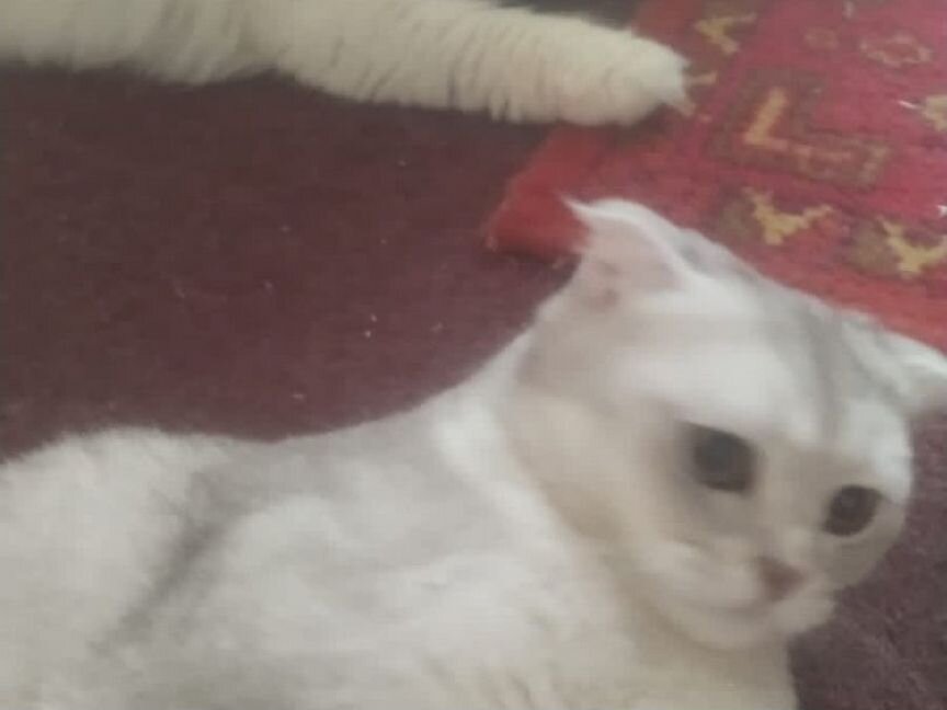 Британские котята