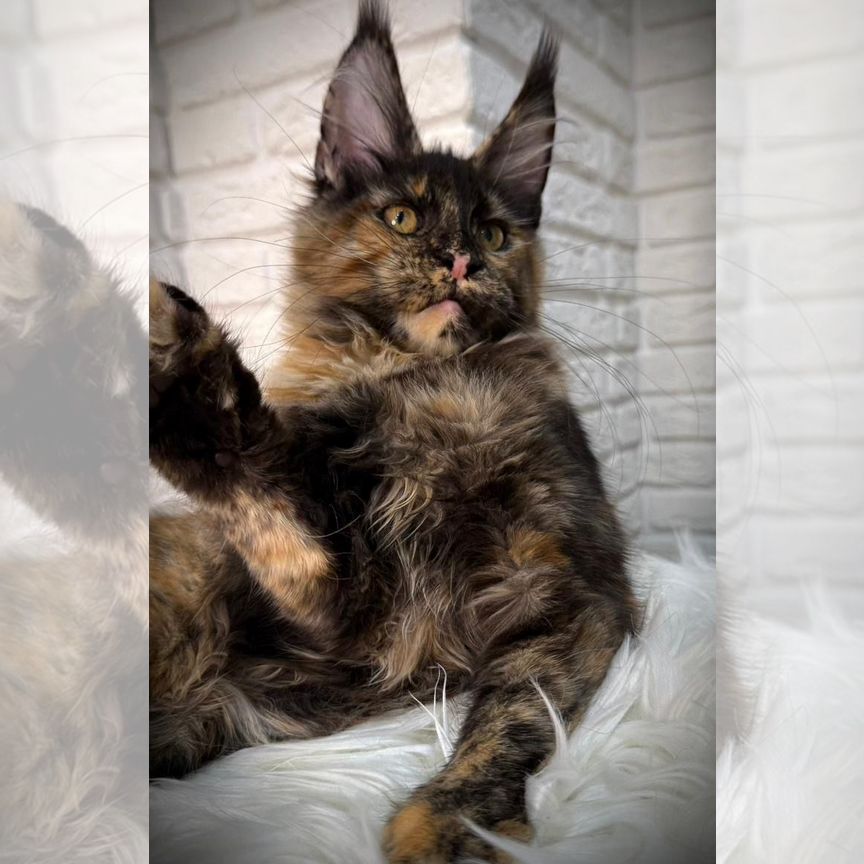 Мейн-кун котёнок