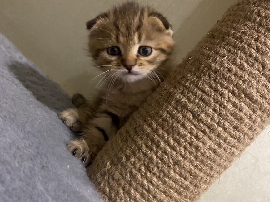 Шотландский вислоухий котенок