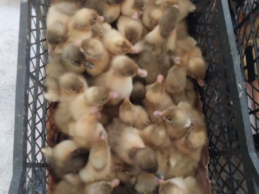 Птицы гусята линда, крупносерые, индоутки