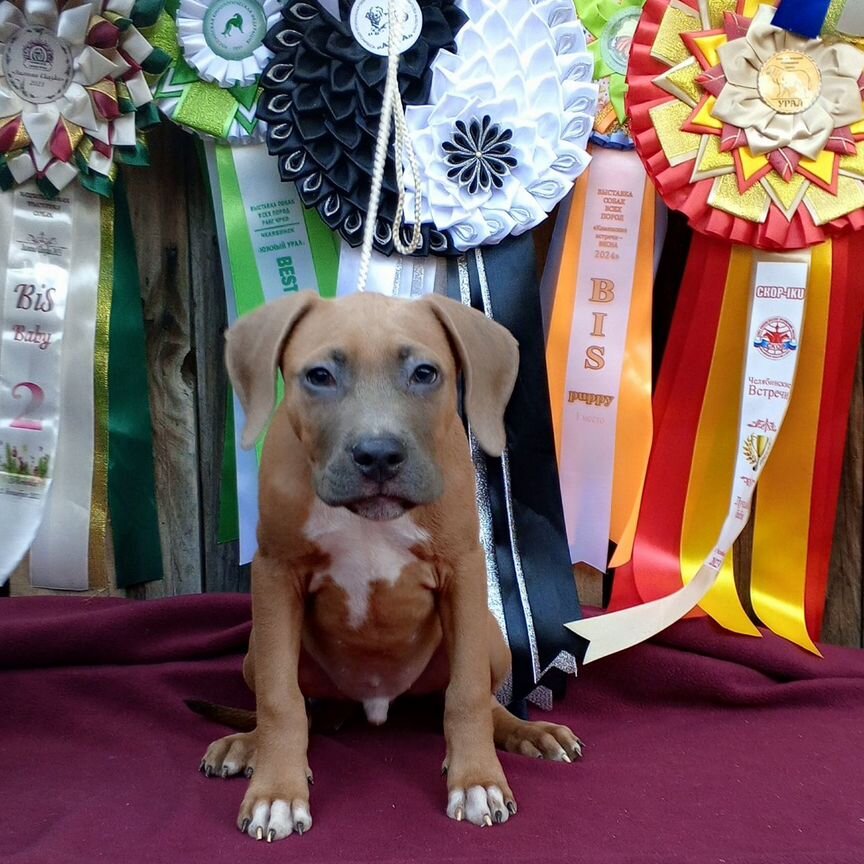 Щеночки Амстафф терьера