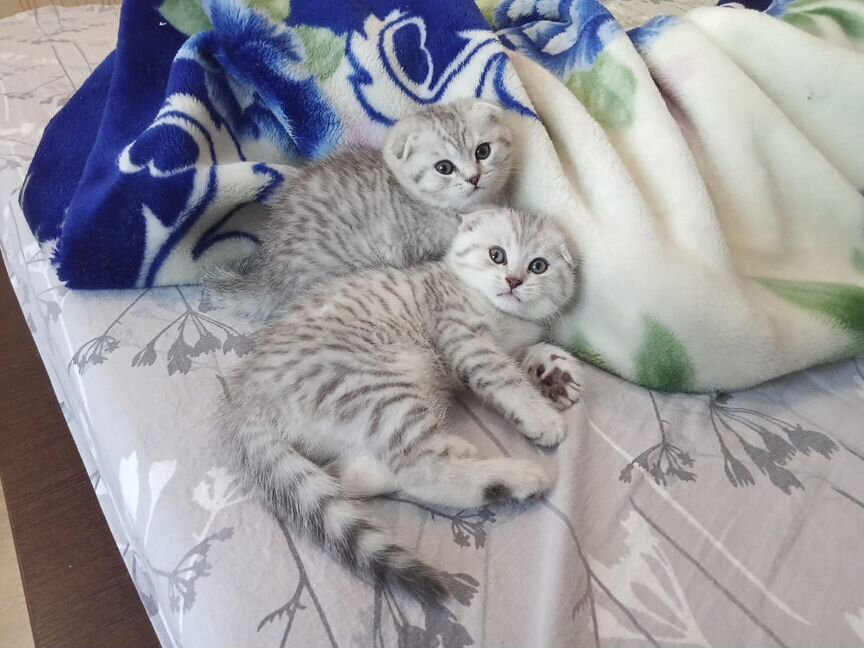 Шотландские вислоухие котята