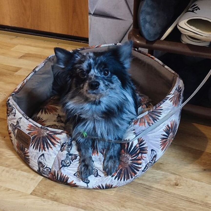 Немецкий шпиц, щенок