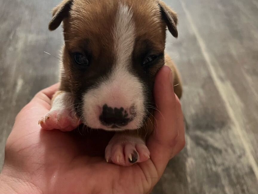 Стаффордширский терьер