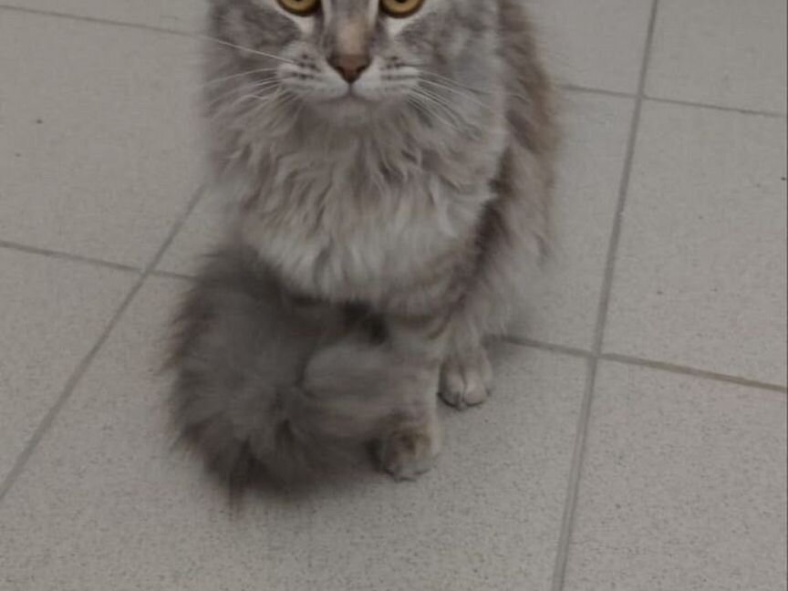 Кошечка в добрые руки