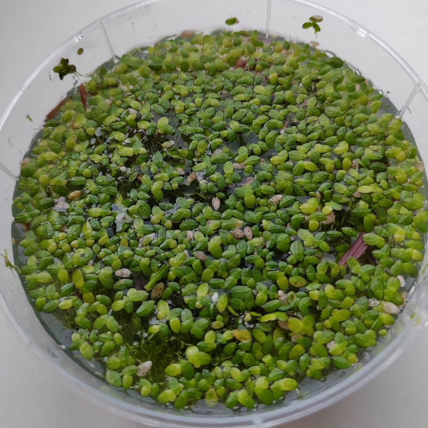Ряска для аквариума