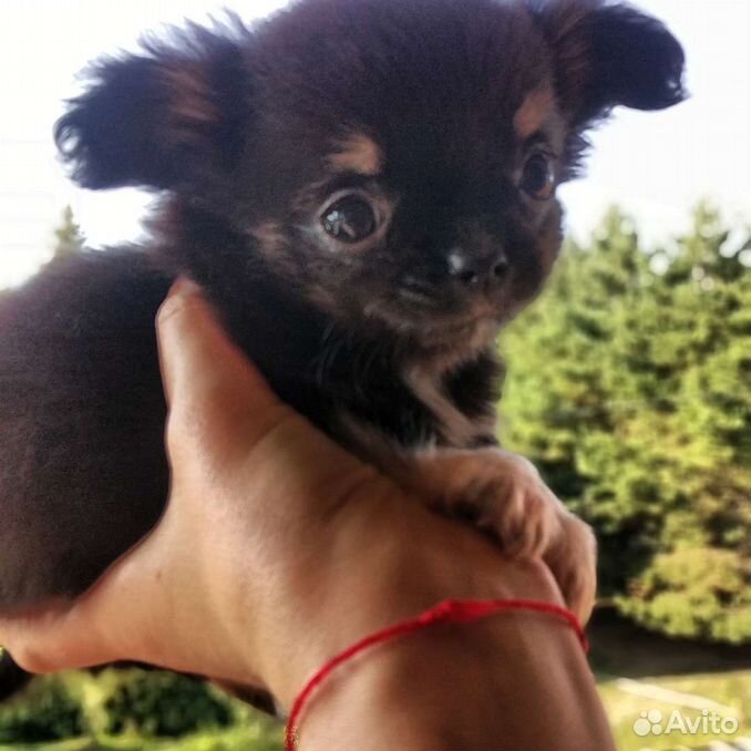 Чихуахуа.Мальчик миник