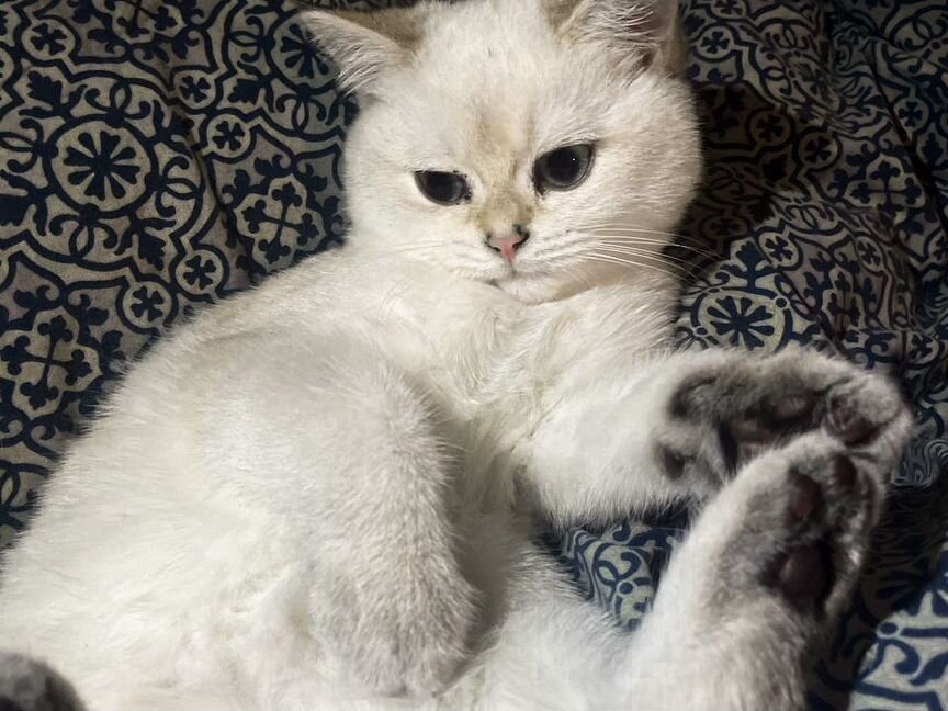 Британские котята серебристая шиншилла