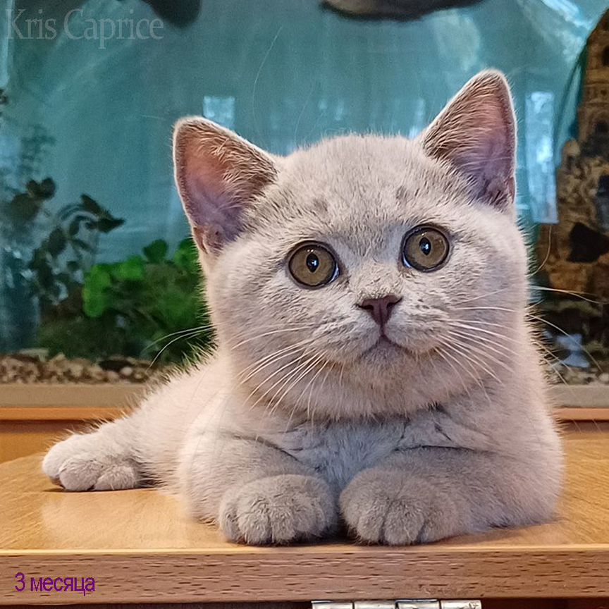 Британская кошечка, 3 месяца
