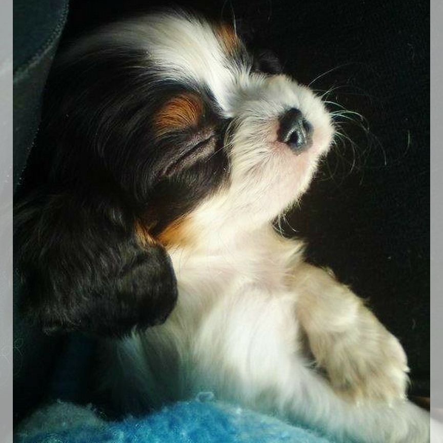 Кавалер кинг-чарльз-спаниель, щенок