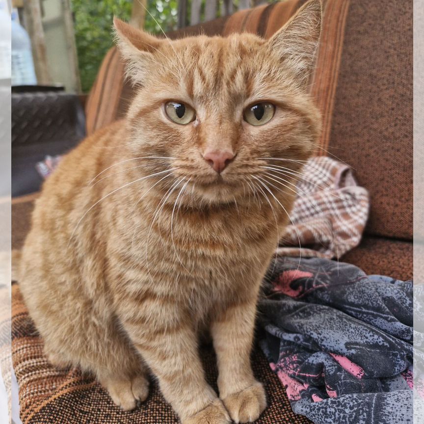 Ищет хозяев добрый котяш