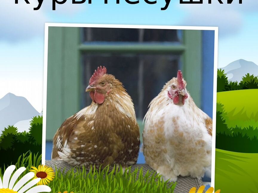 Куры фермерские 9 мес