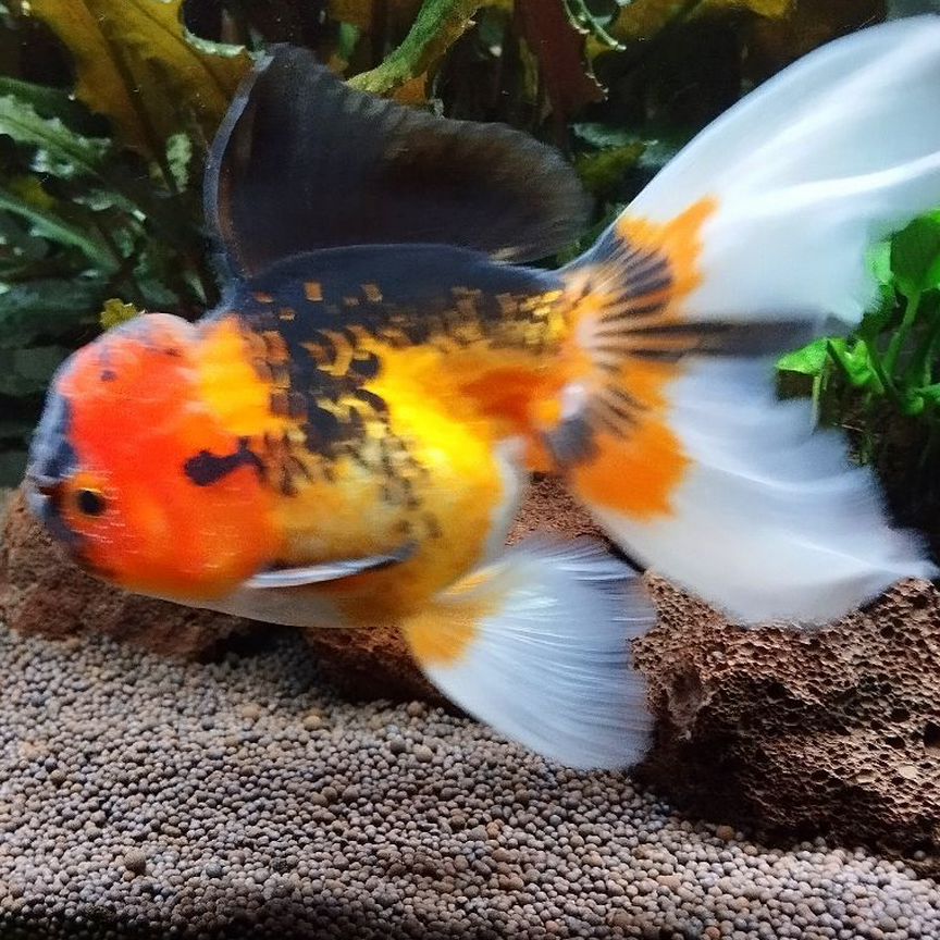 Золотая рыбка Оранда