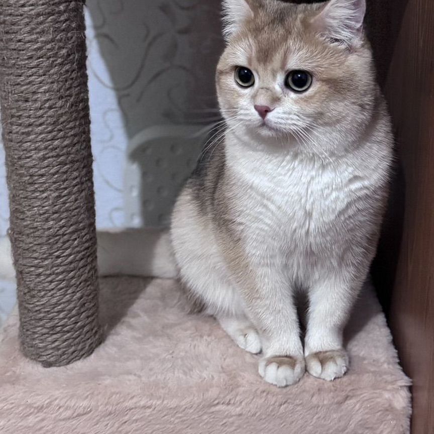 Британский кот