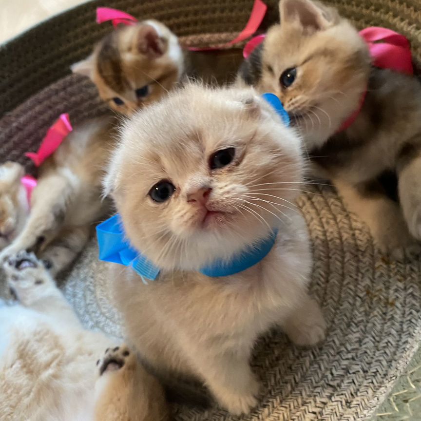 Британские котята золотая шиншилла
