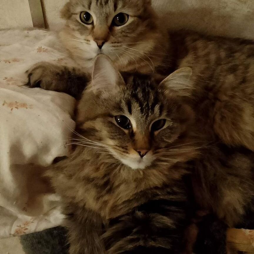 Кошки