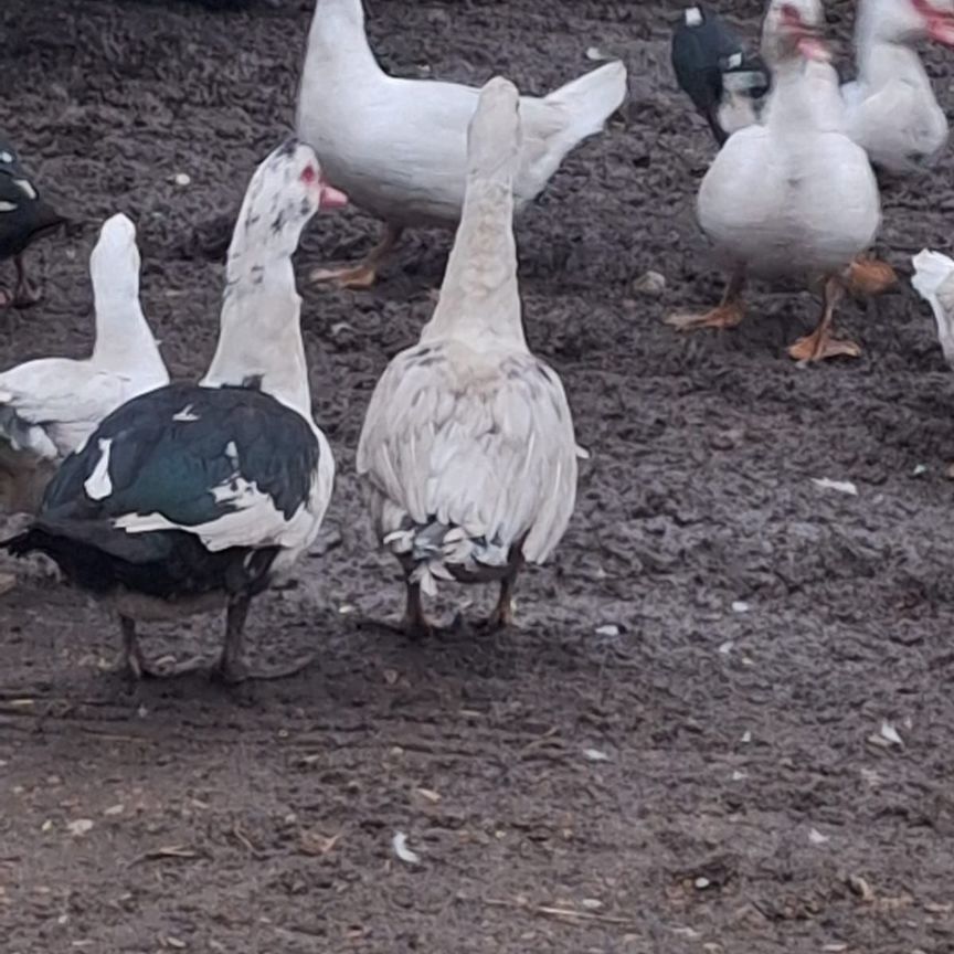 Продаются индоутки