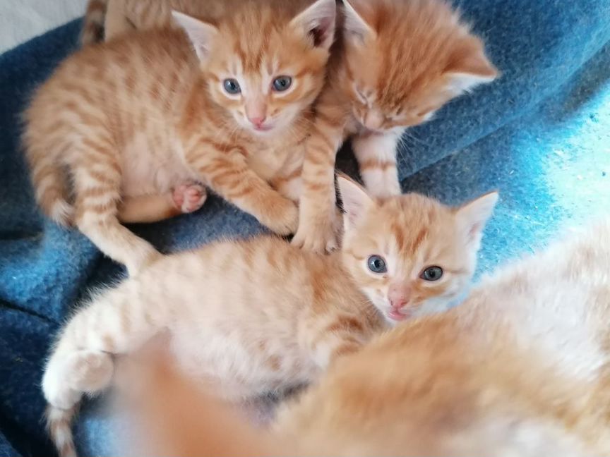 Отдам в хорошие руки котят и щенка