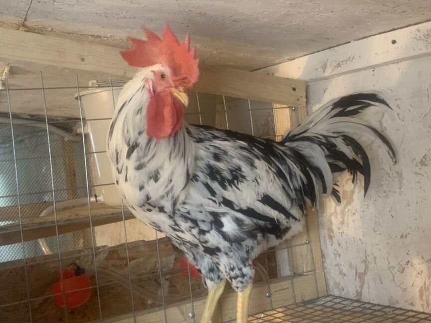 Петух леггорн далматинец