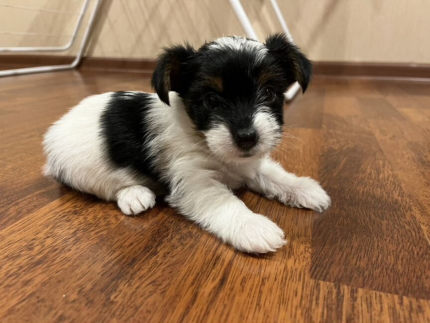 Щенки биверы