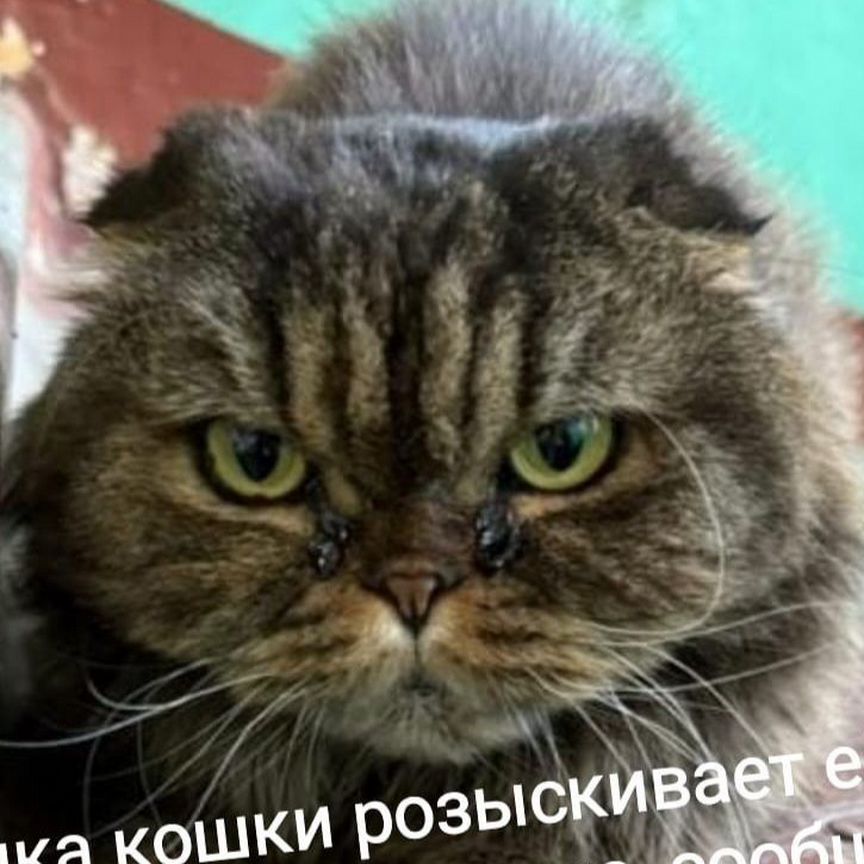 Кошка