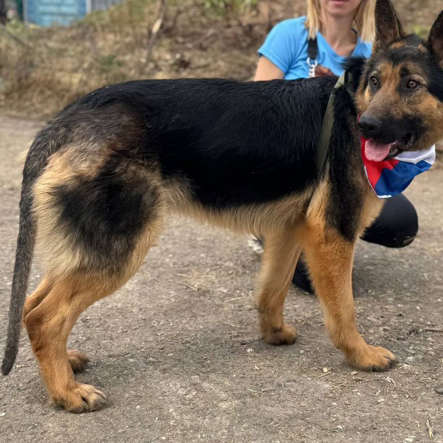 Взрослый пёс в добрые руки