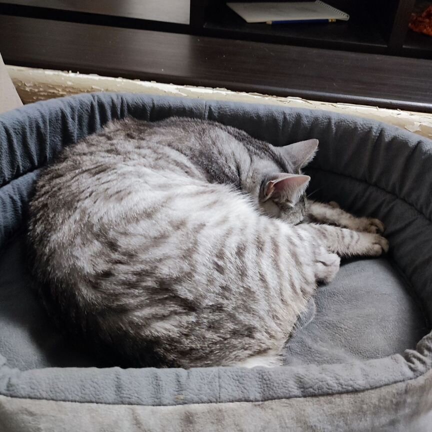 Отдам кота в добрые руки бесплатно