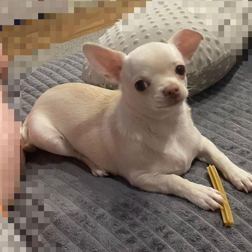 Щенок чихуахуа девочка