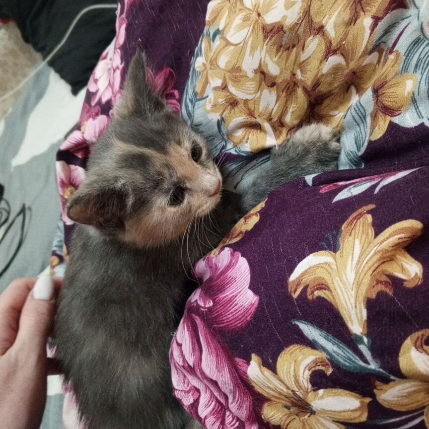 Котята помесь мейнкун