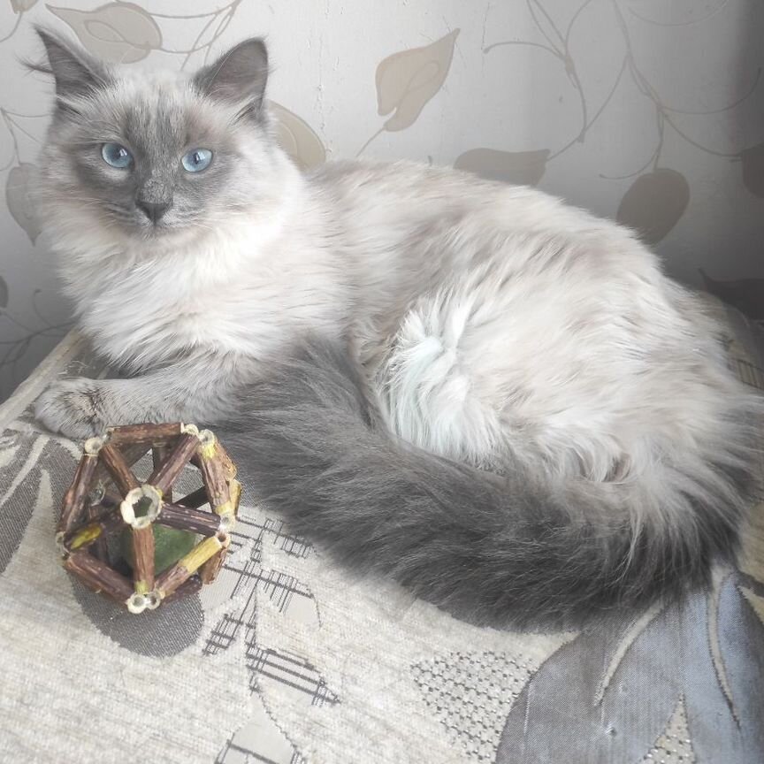 Невский маскарадный котёнок