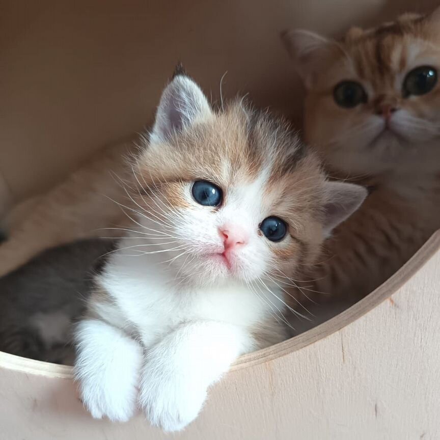 Котенок мальчик британец