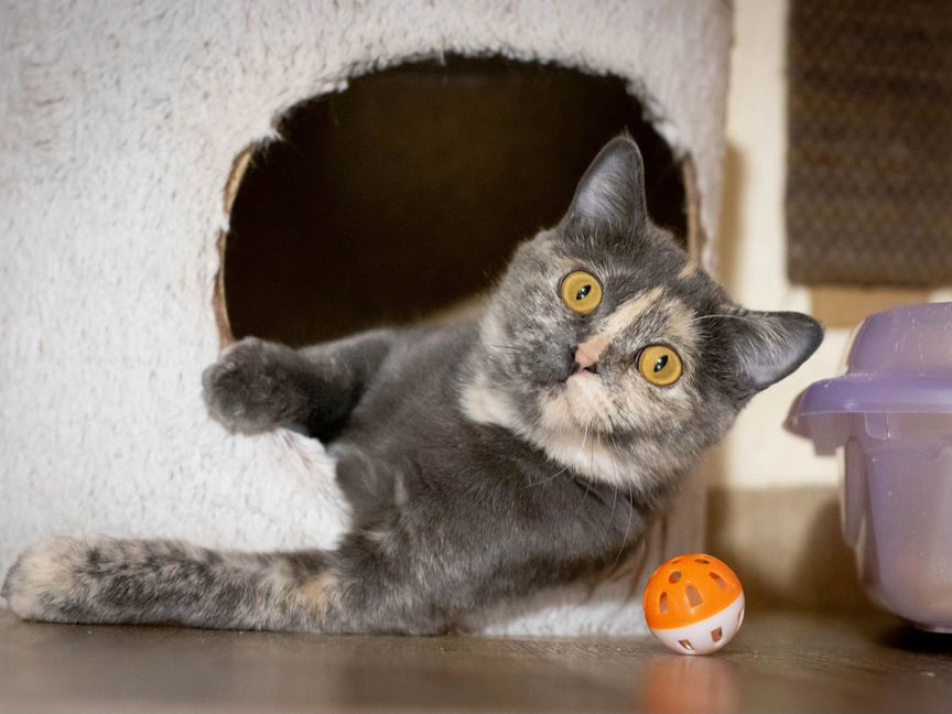 Кошечка Симочка