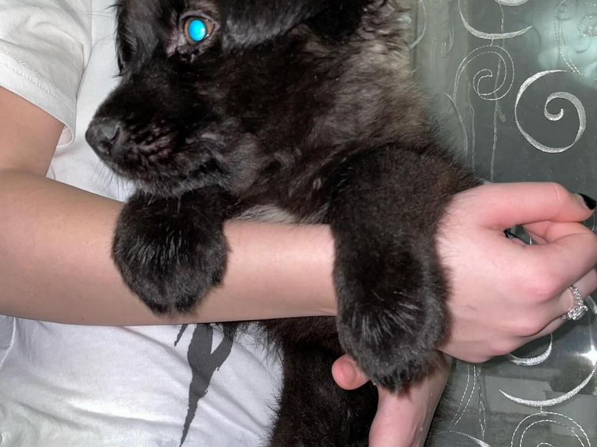 Бельгийская овчарка