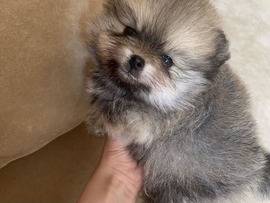 Щенки шпица мини