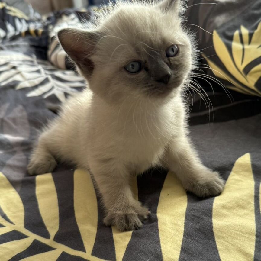 Шотландские вислоухие котята